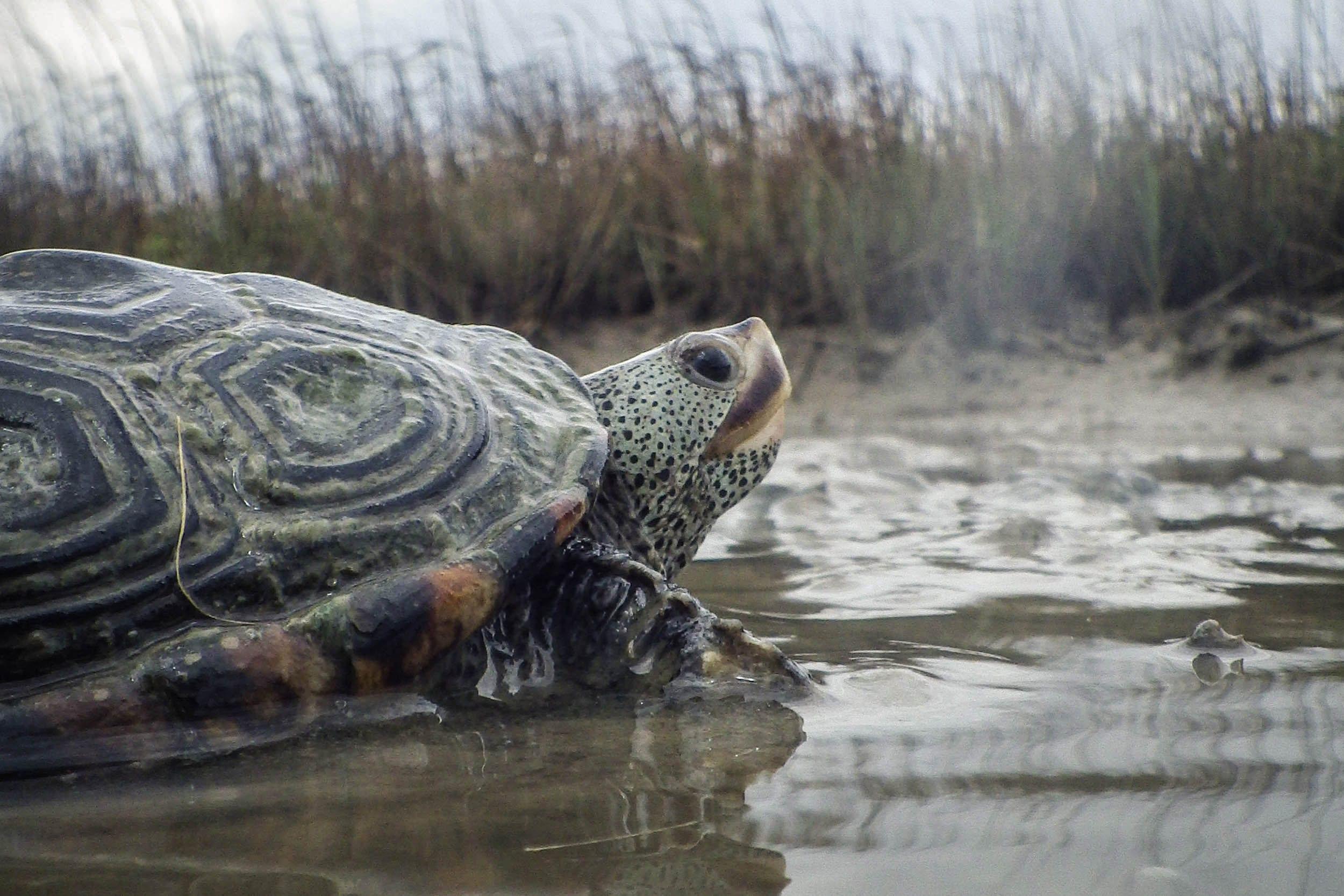 Critical Life History Parameters of the Texas Diamond-backed Terrapin ...
