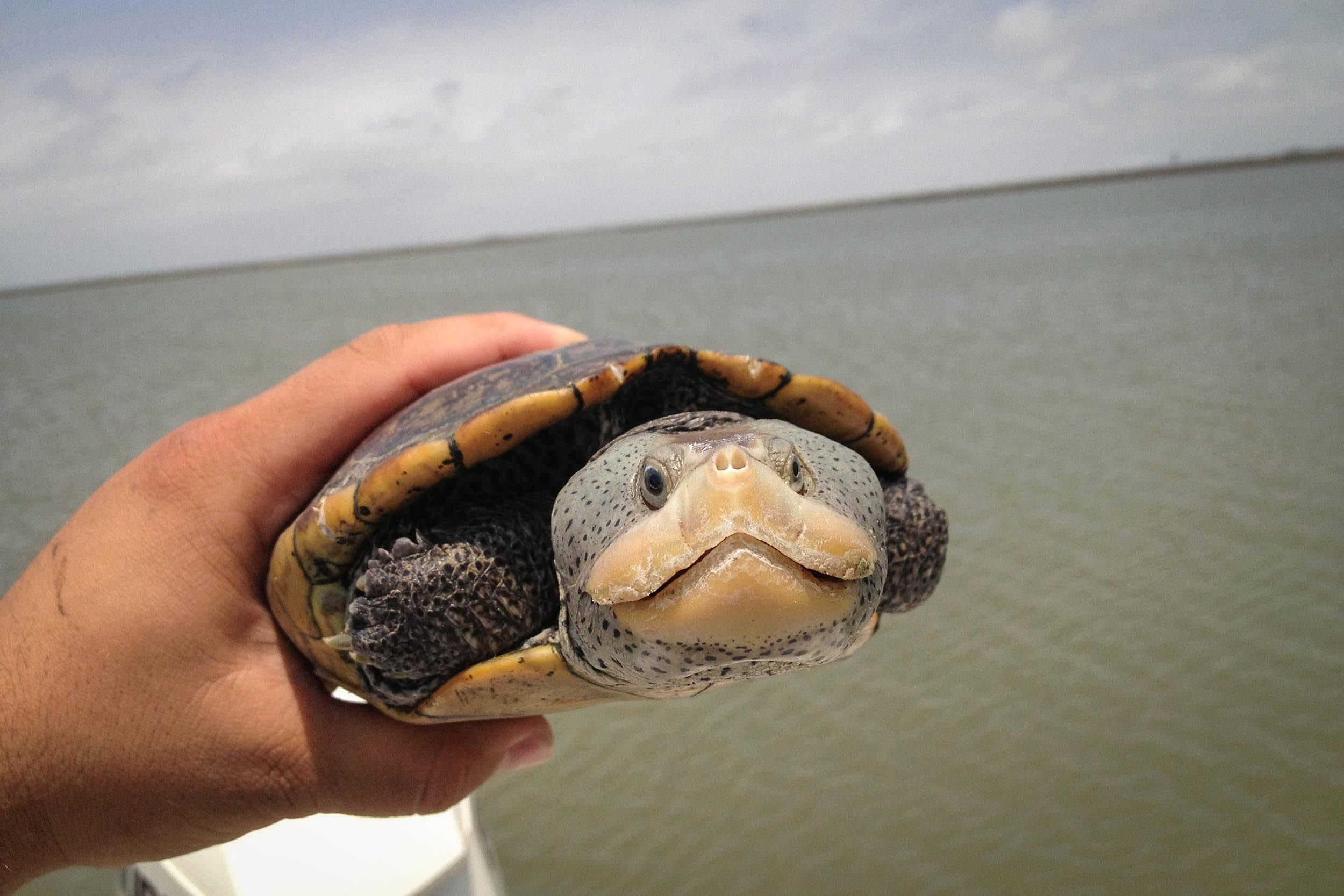 Critical Life History Parameters of the Texas Diamond-backed Terrapin ...