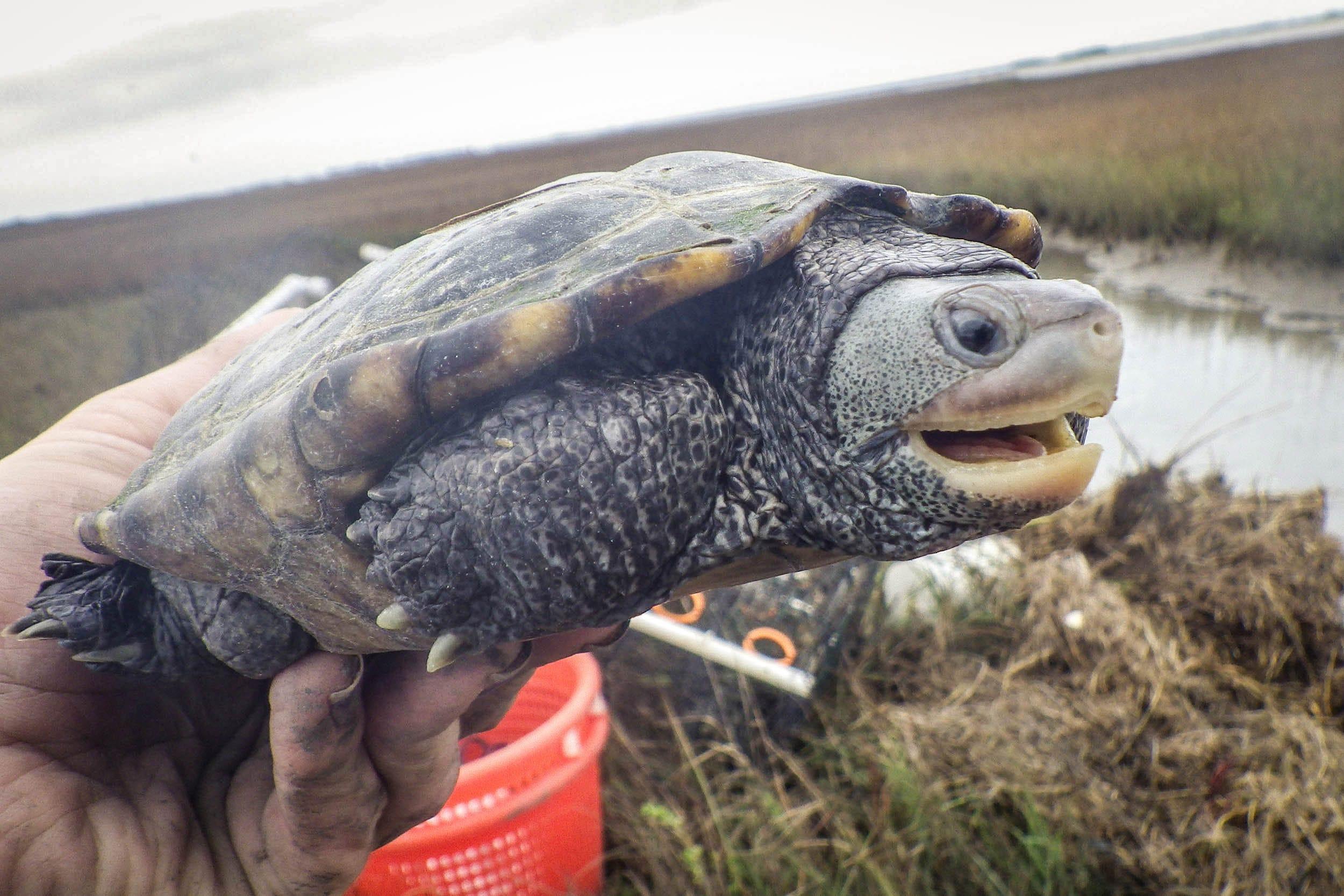 Critical Life History Parameters of the Texas Diamond-backed Terrapin ...