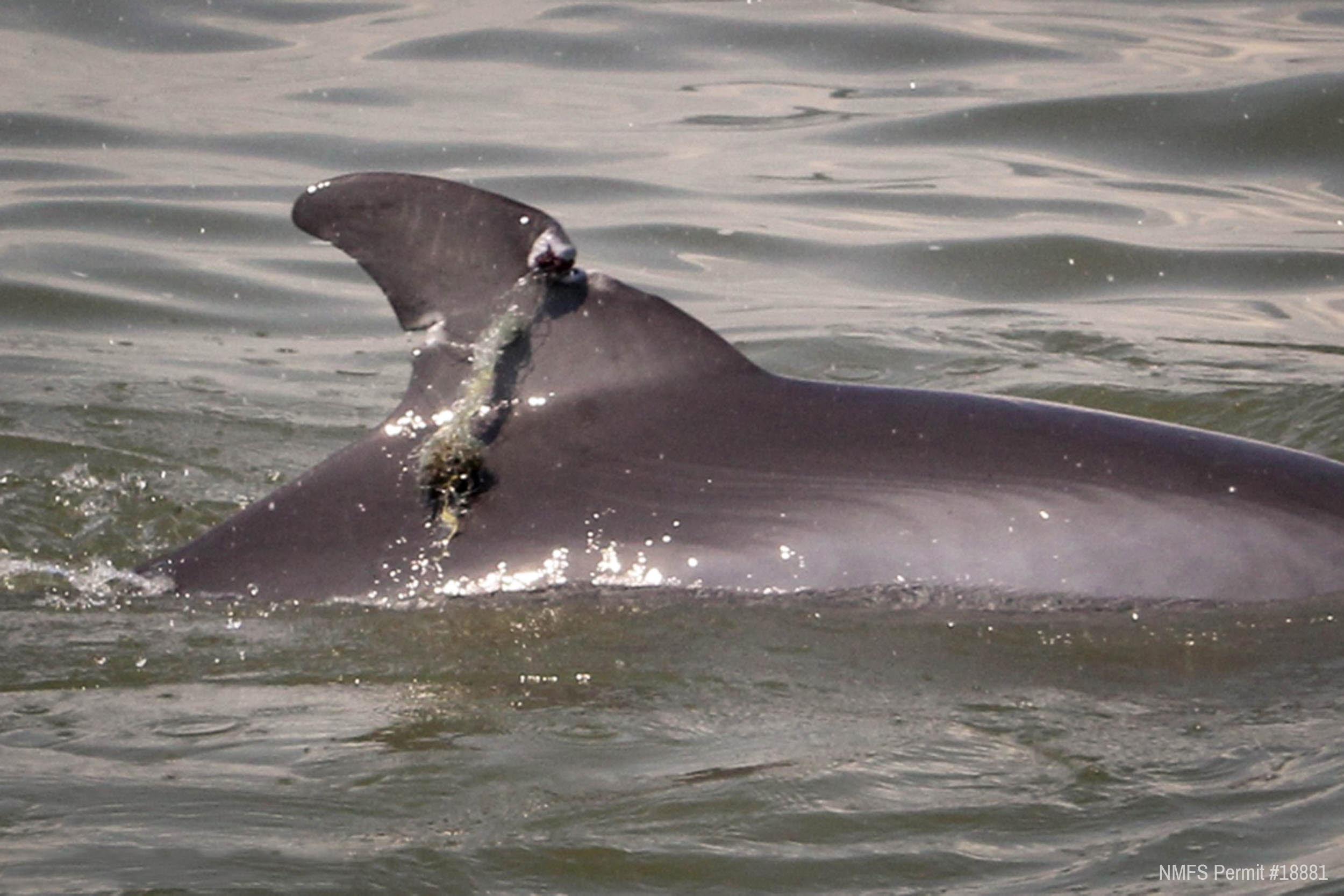 Galveston Bay Dolphin Research and Conservation Program | University of ...