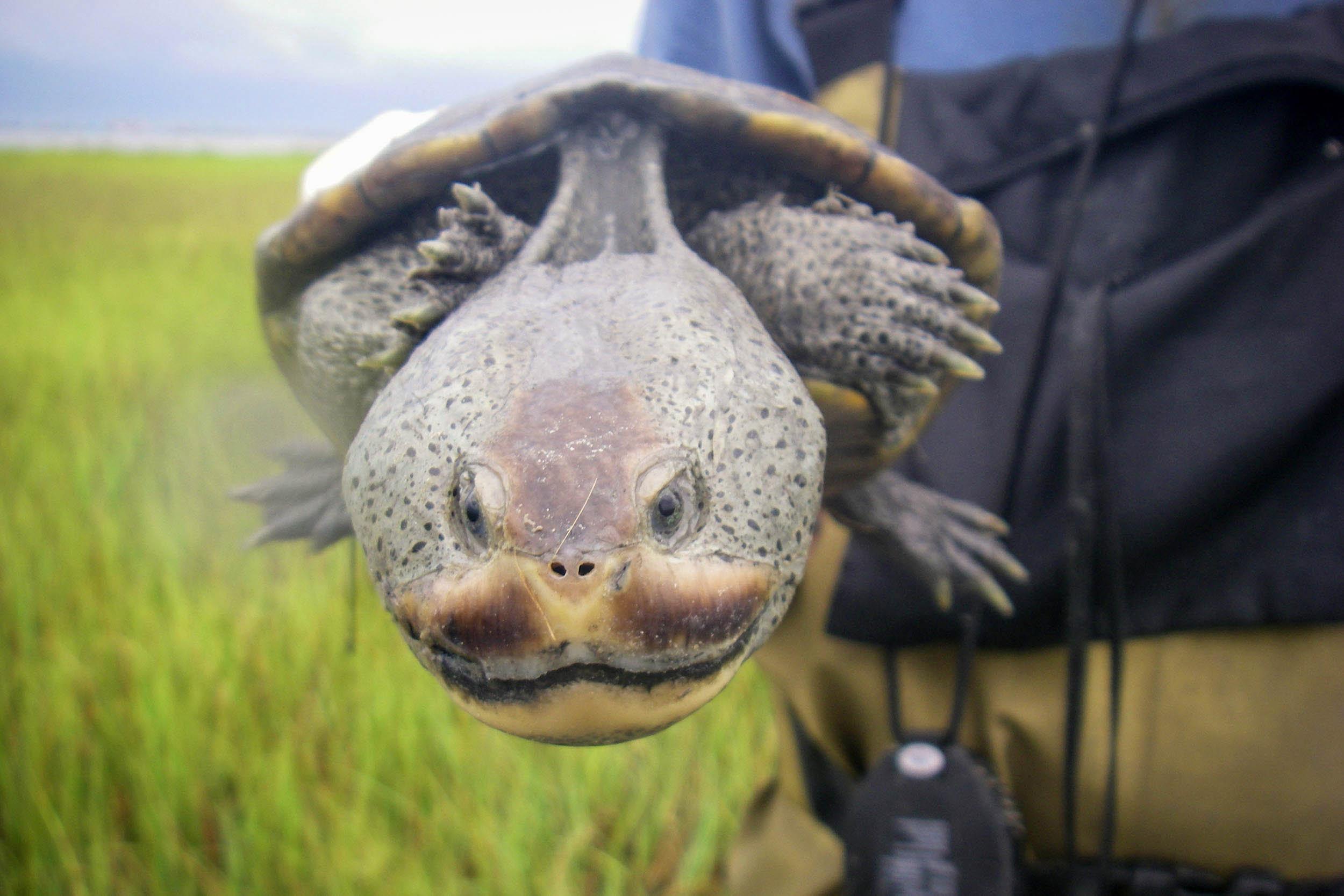 Distribution and Demographics of the Diamondback Terrapin in Galveston ...